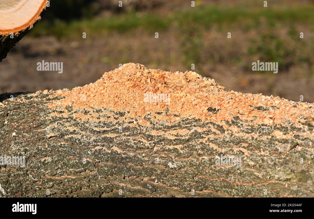 Sawdust is lying on the trunk of a lying tree Stock Photo - Alamy