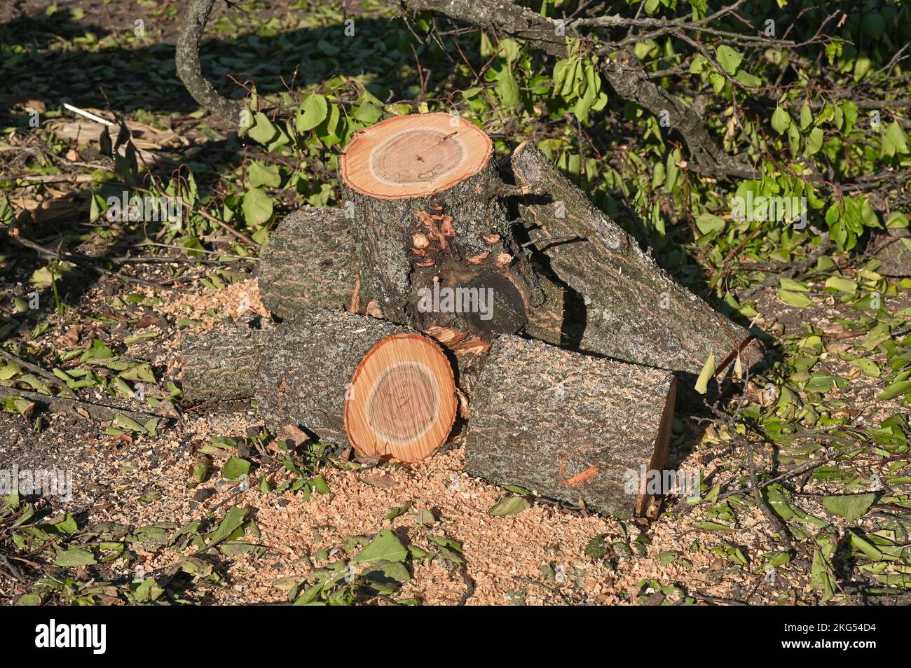 The tree is cut into logs and stacked randomly Stock Photo - Alamy