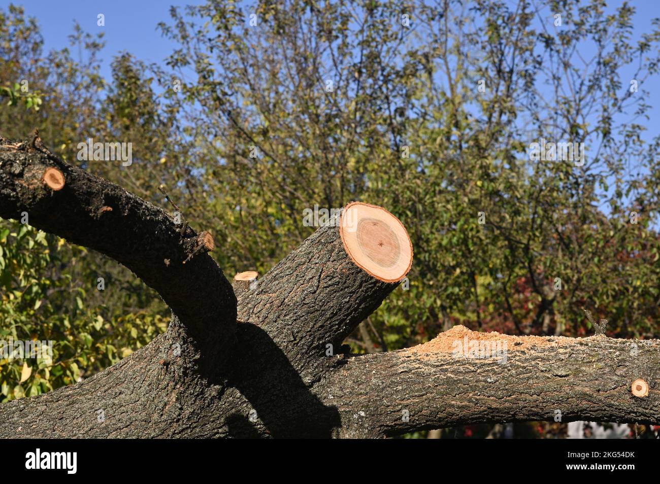 Branches of the tree in a section hi-res stock photography and images ...