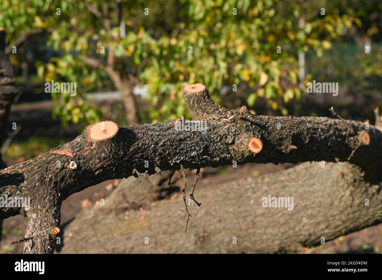 The trunk of a lying tree with sawn branches Stock Photo - Alamy