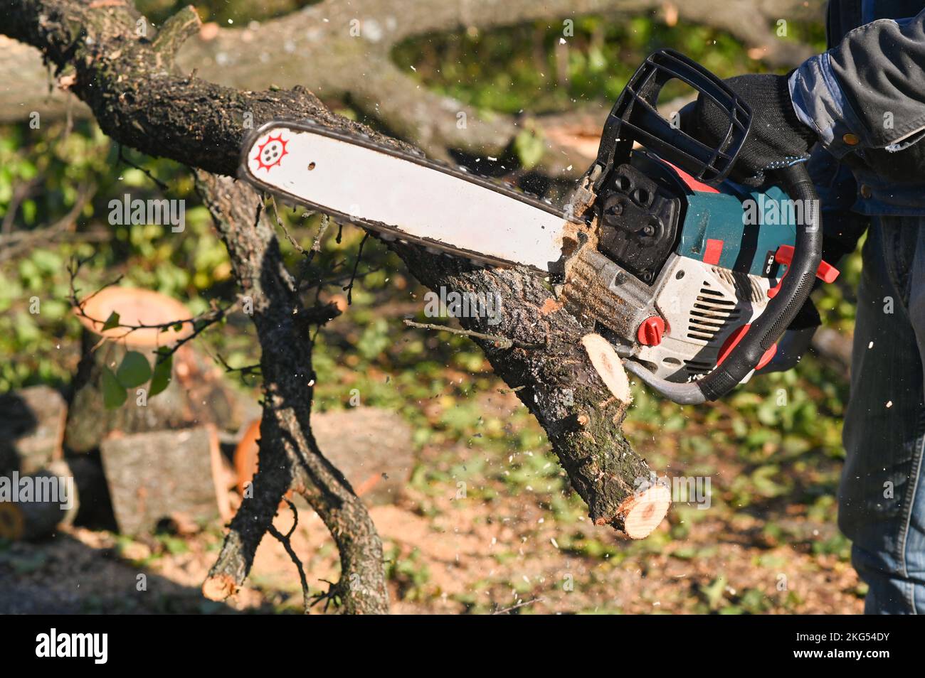 a logger saws a tree. blue chain saw in motion, sawdust flying Stock ...