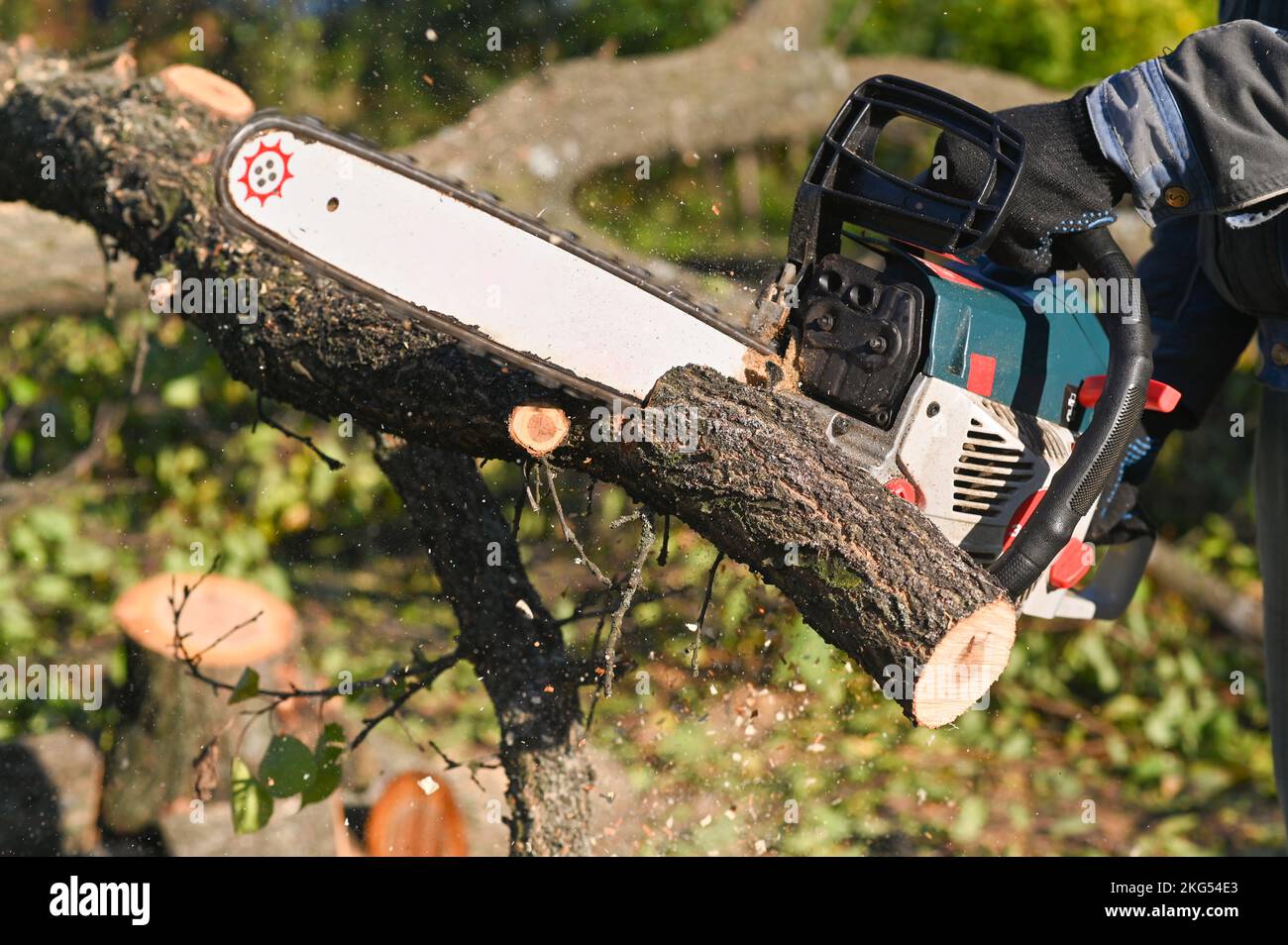 Working with a chainsaw close-up. sawing wood. Chainsaw blade cutting ...