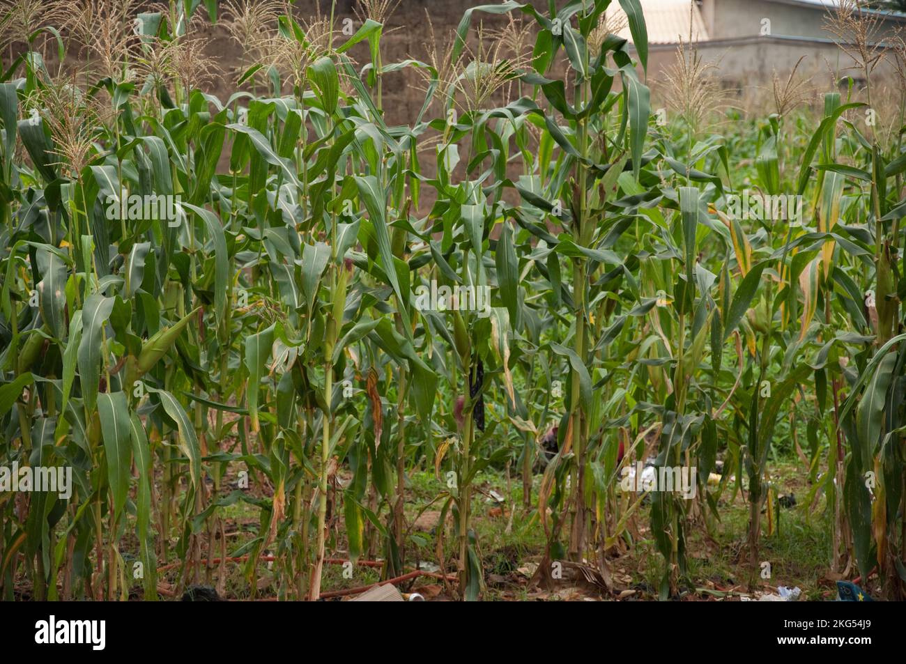 Maize crop, Adjahonme, Couffo, Benin; food; cultivation; agriculture ...