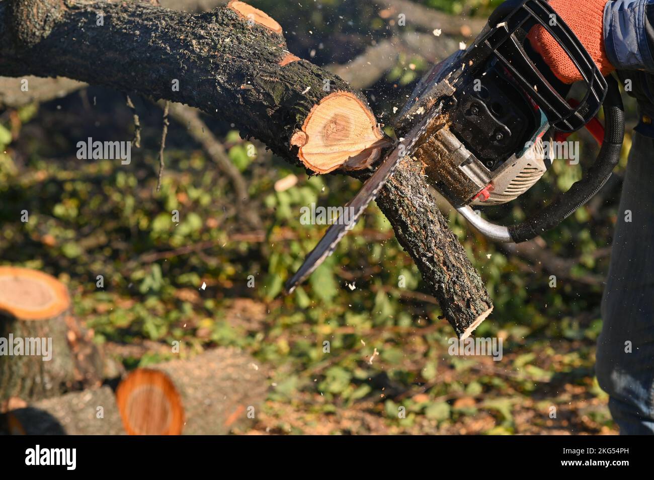 A gasoline saw saws a lying tree. Sawdust is flying. Chainsaw close-up ...
