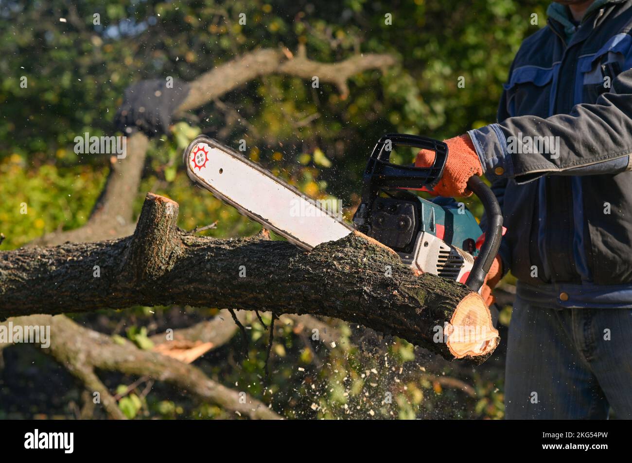 Sawing a tree hi-res stock photography and images - Alamy