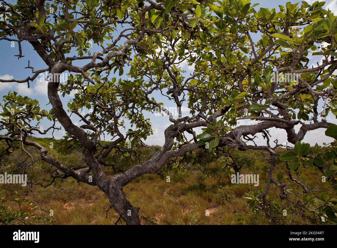 Mangabeira tree hi-res stock photography and images - Alamy