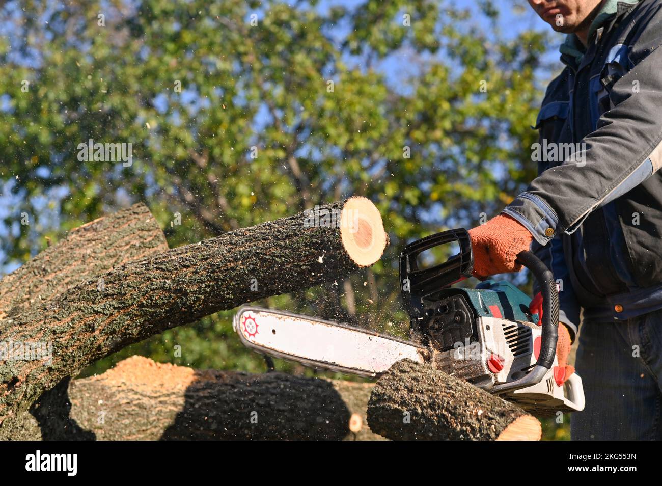The man sawed off a log with a chainsaw. The sawn log falls Stock Photo ...