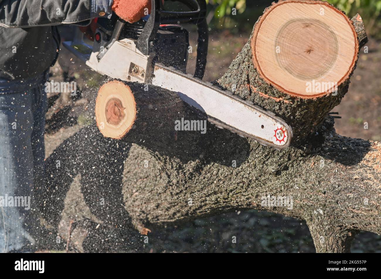 A chainsaw in motion saws a tree. sawdust flies apart Stock Photo - Alamy