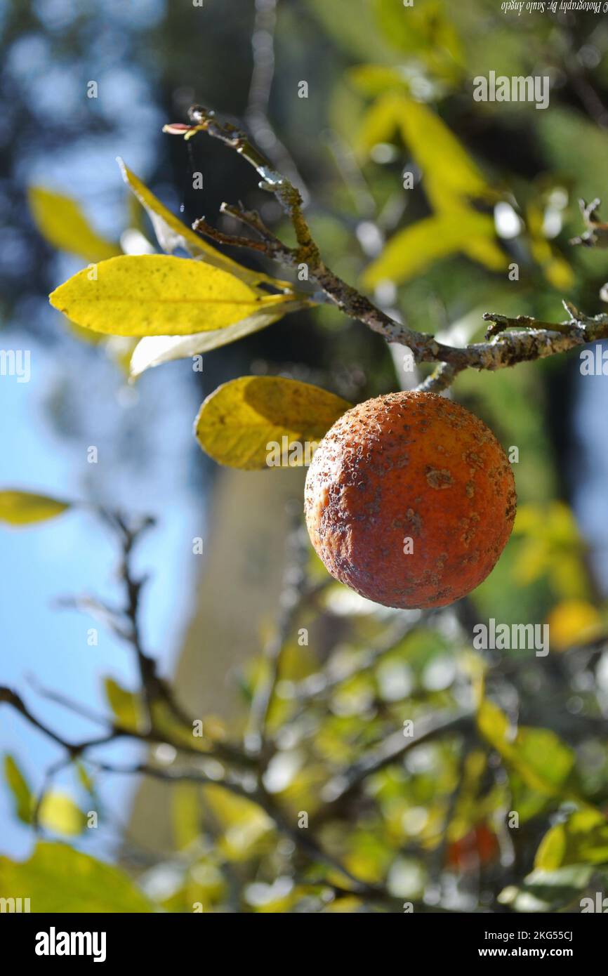 Lemon foot with fruit. The fruit of the lemon tree is very effective in ...