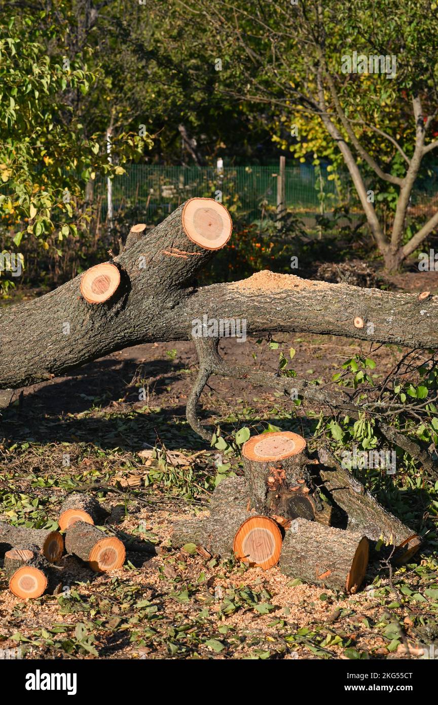 The felled logs lie next to a tree that has fallen to the ground ...