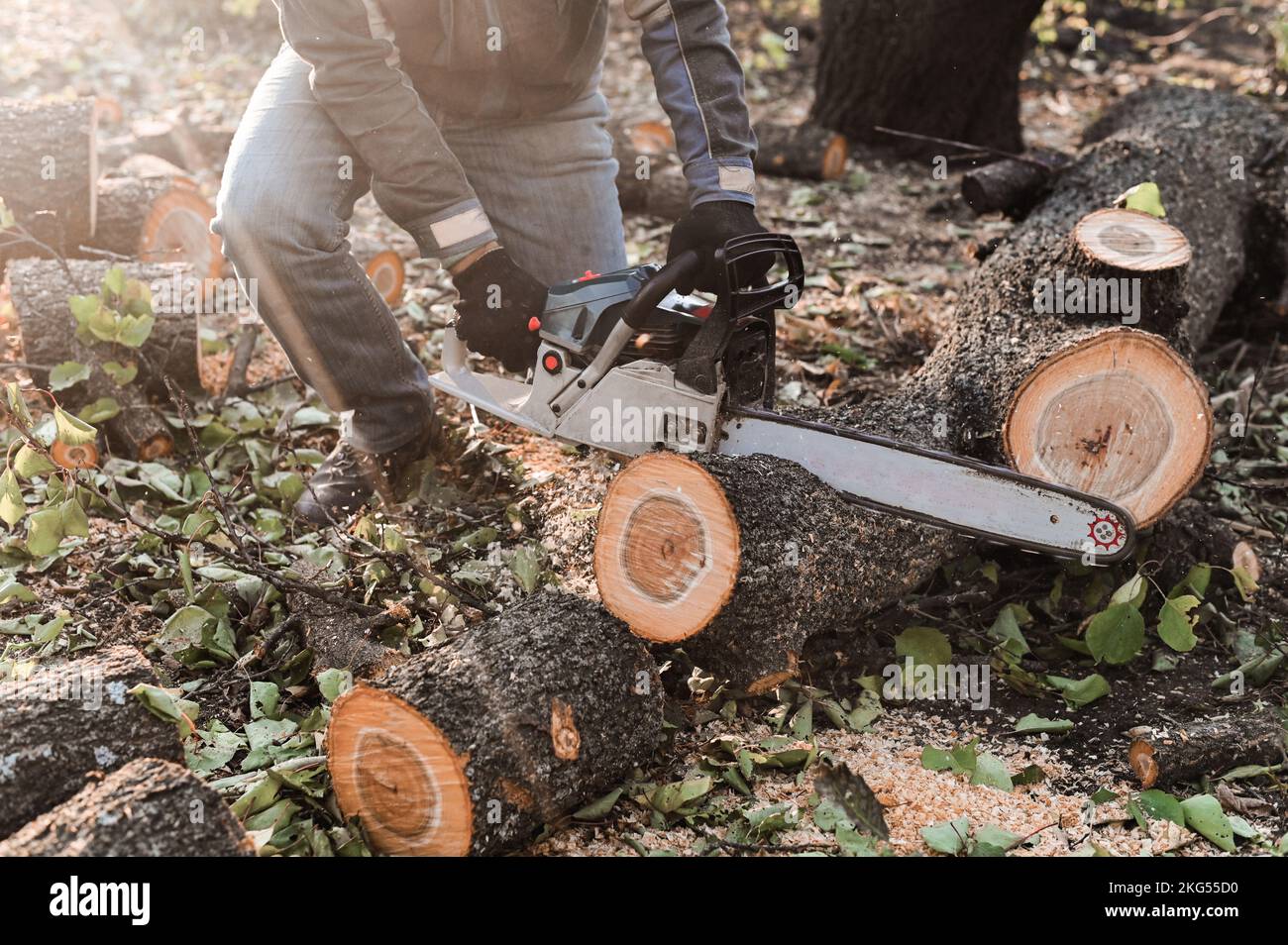 sawing wood with a chainsaw. sawdust flying on the sides. Chainsaw ...