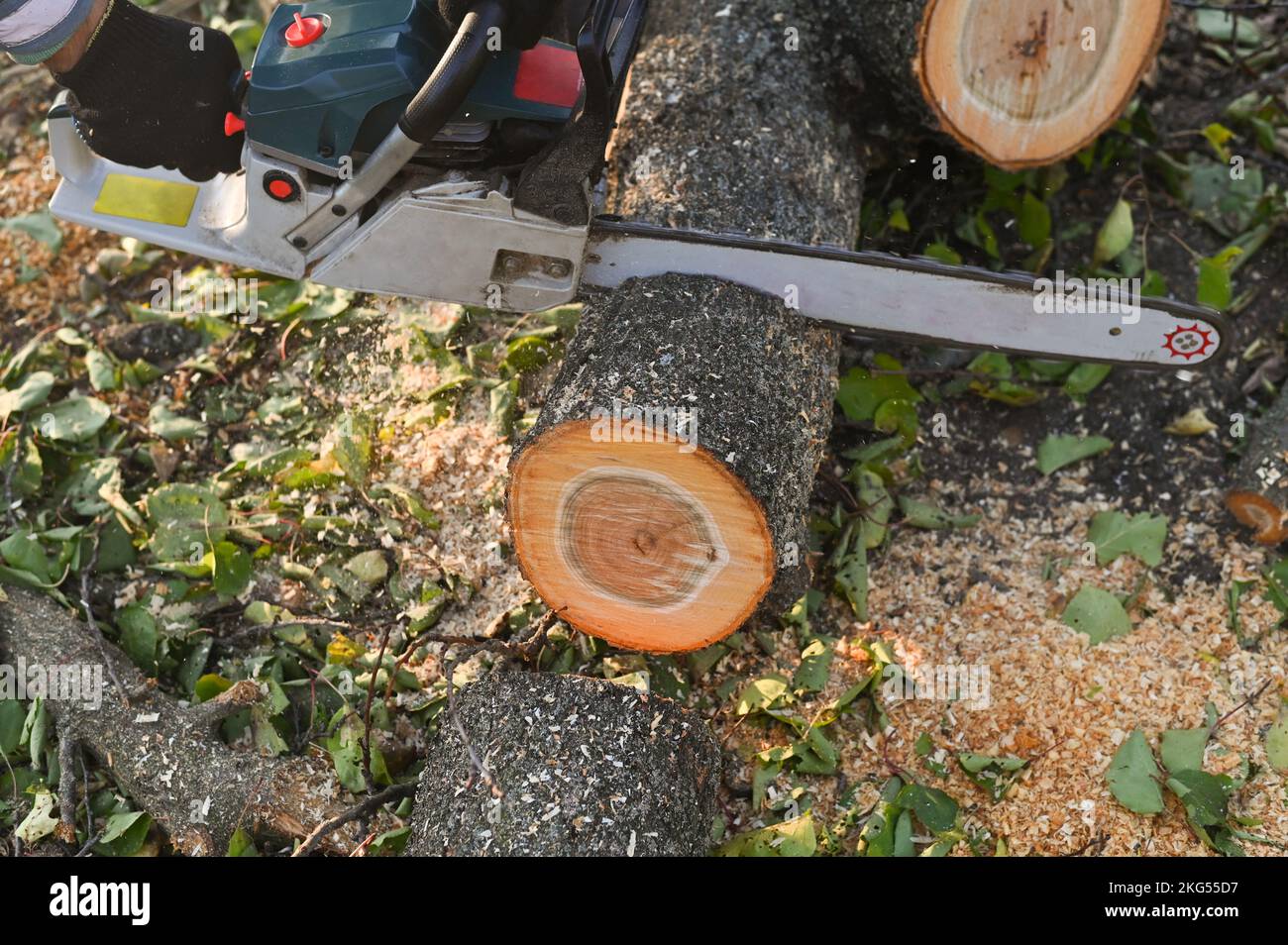 A man saws a tree with a chainsaw. Harvesting firewood for the winter ...