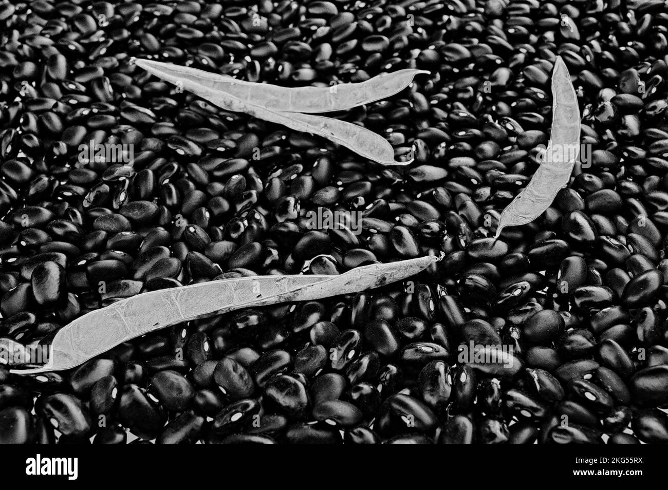 Black beans harvested on the farm Stock Photo - Alamy