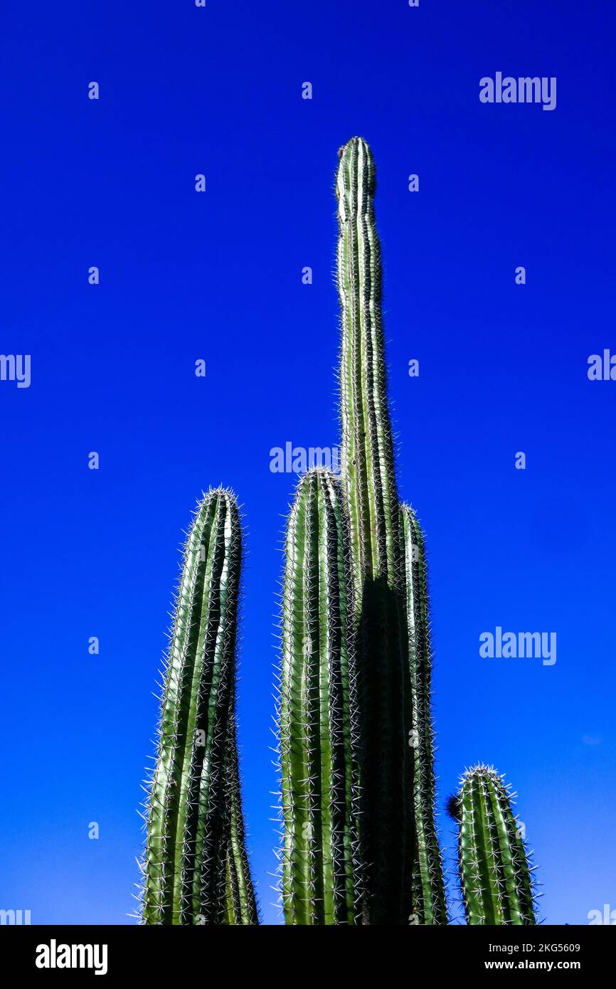 Flora aruba hi-res stock photography and images - Alamy