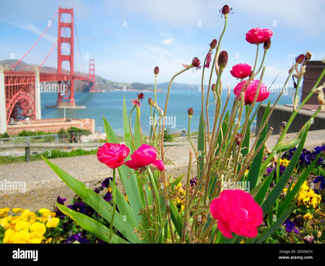 A closeup of colorful bloomed flowers with the Golden Gate bridge in ...