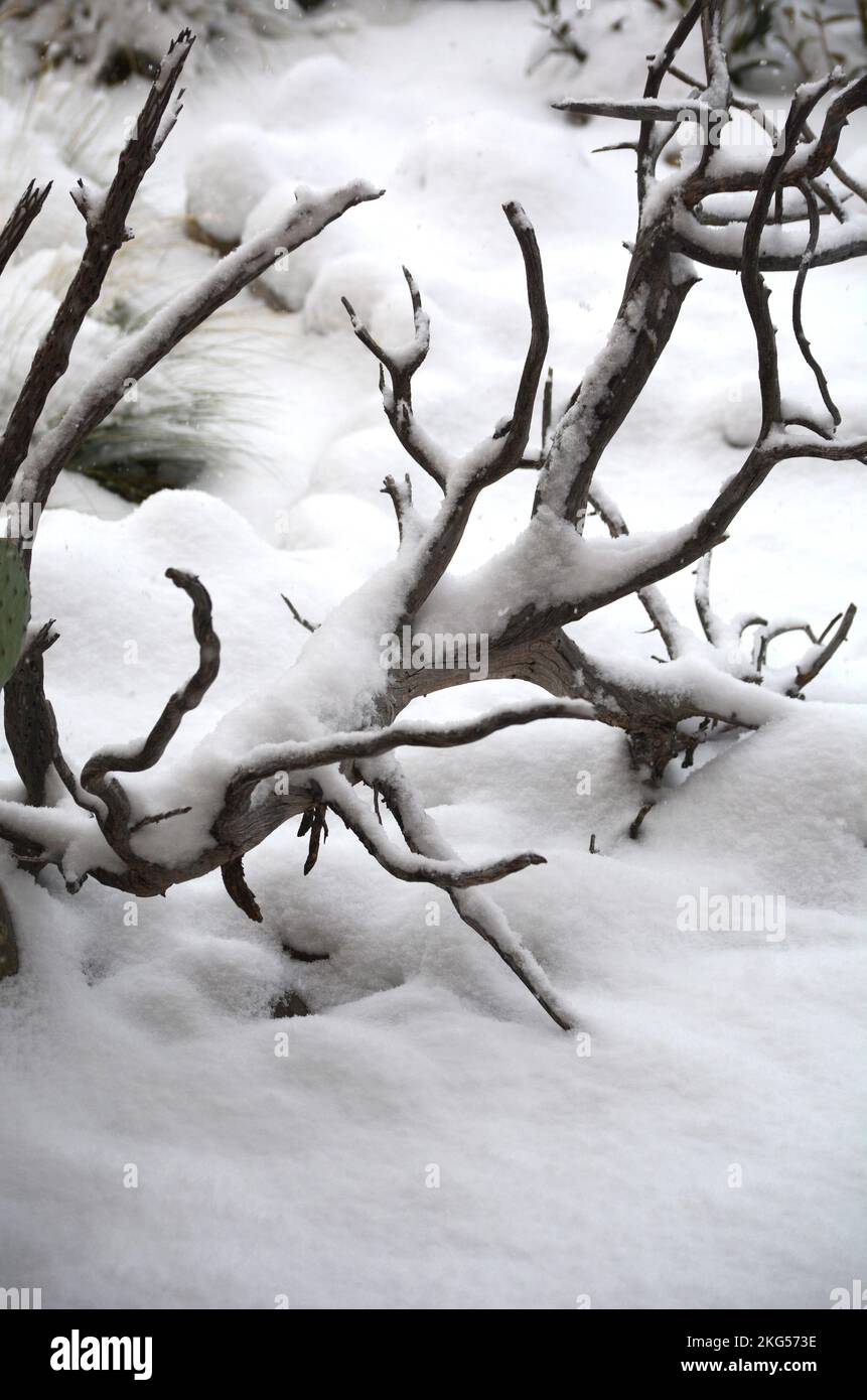 Snow covers a dead pinon tree branch on the ground in Santa Fe, New ...