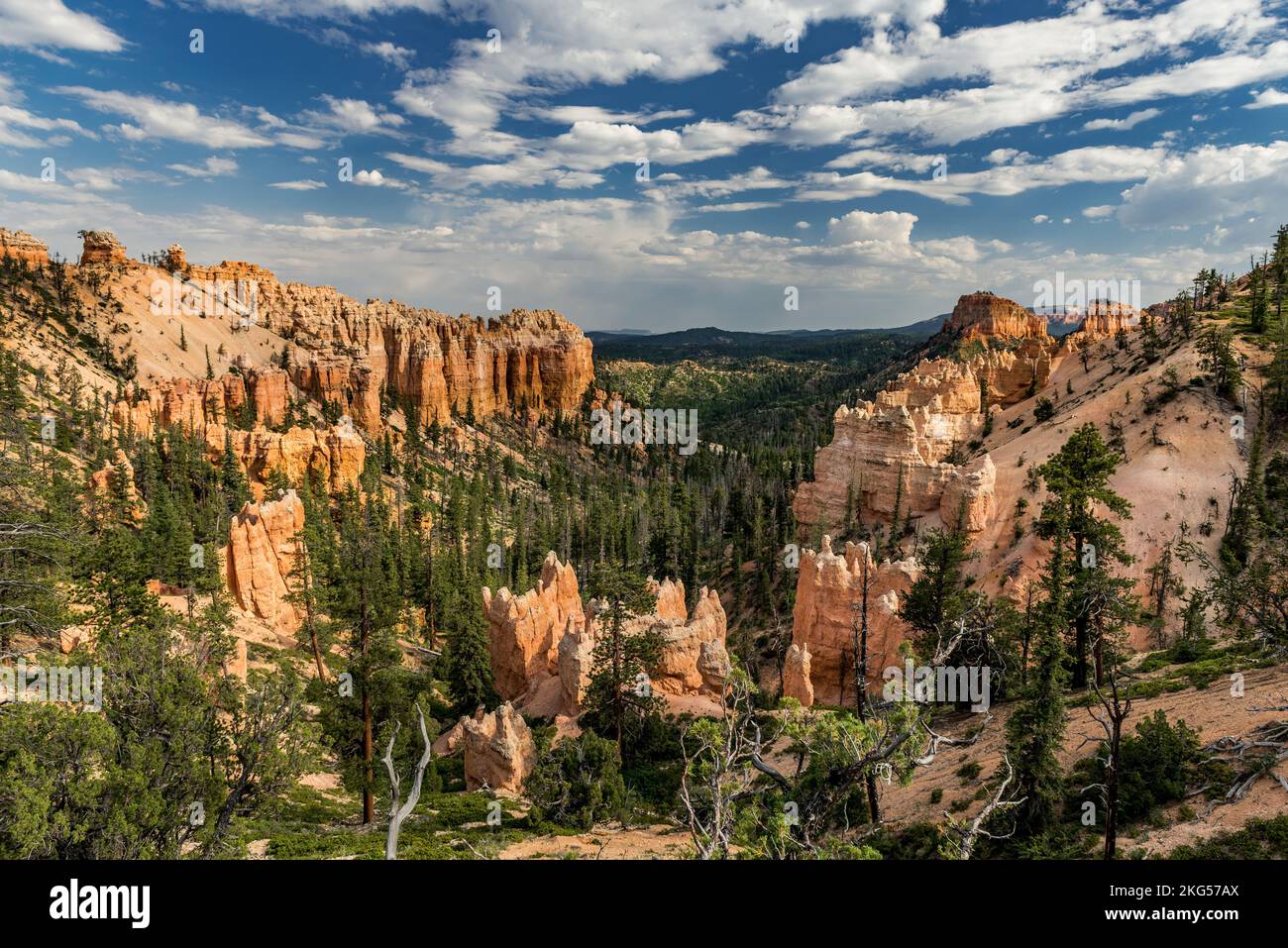 The red Bryce canyon with green trees in the Dixie National Forest of ...