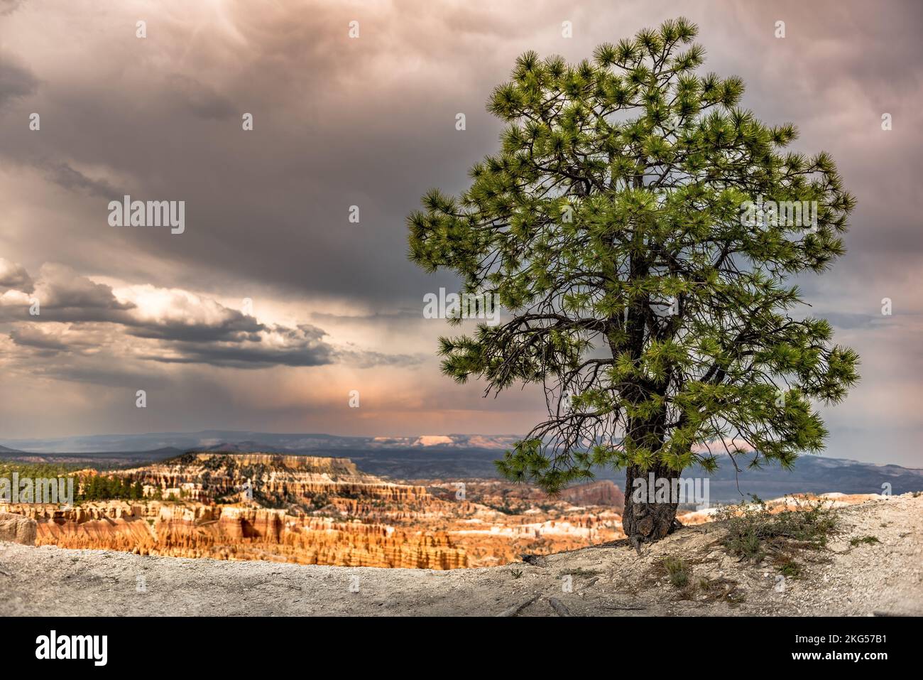 An isolated tree in the red Bryce canyon in the Dixie National Forest ...