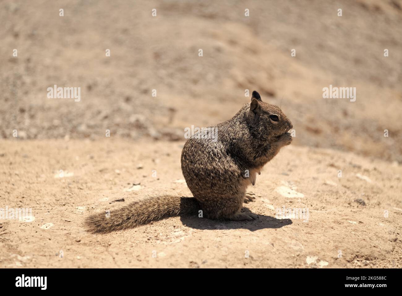female ground squirrel rodent or gopher eating outdoor, wildlife Stock ...