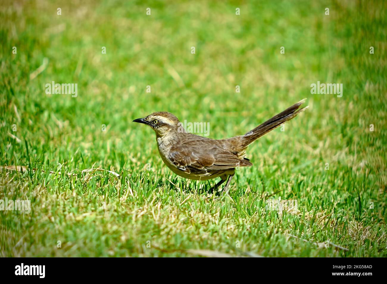 Onivoros hi-res stock photography and images - Alamy