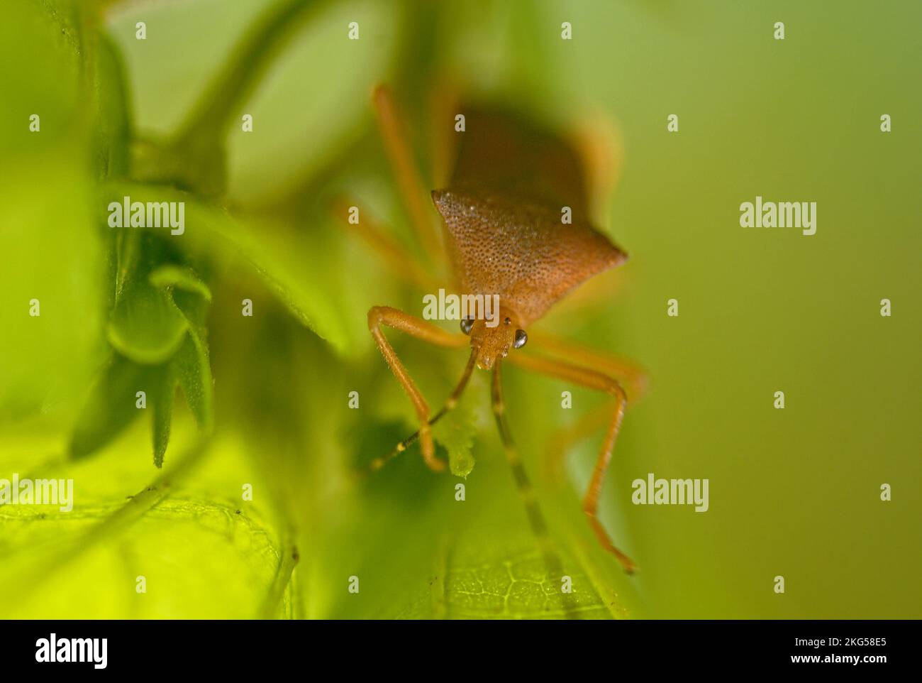 Hemiptera bed bugs Stock Photo - Alamy