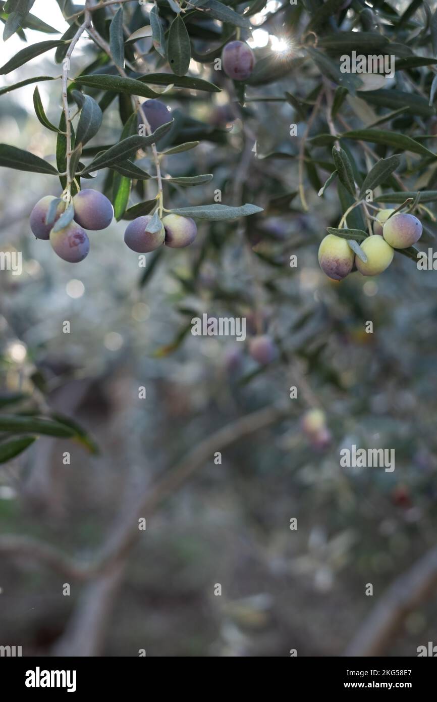 Olive oil trees full of olives in Turkey. Autumn harvest Stock Photo ...