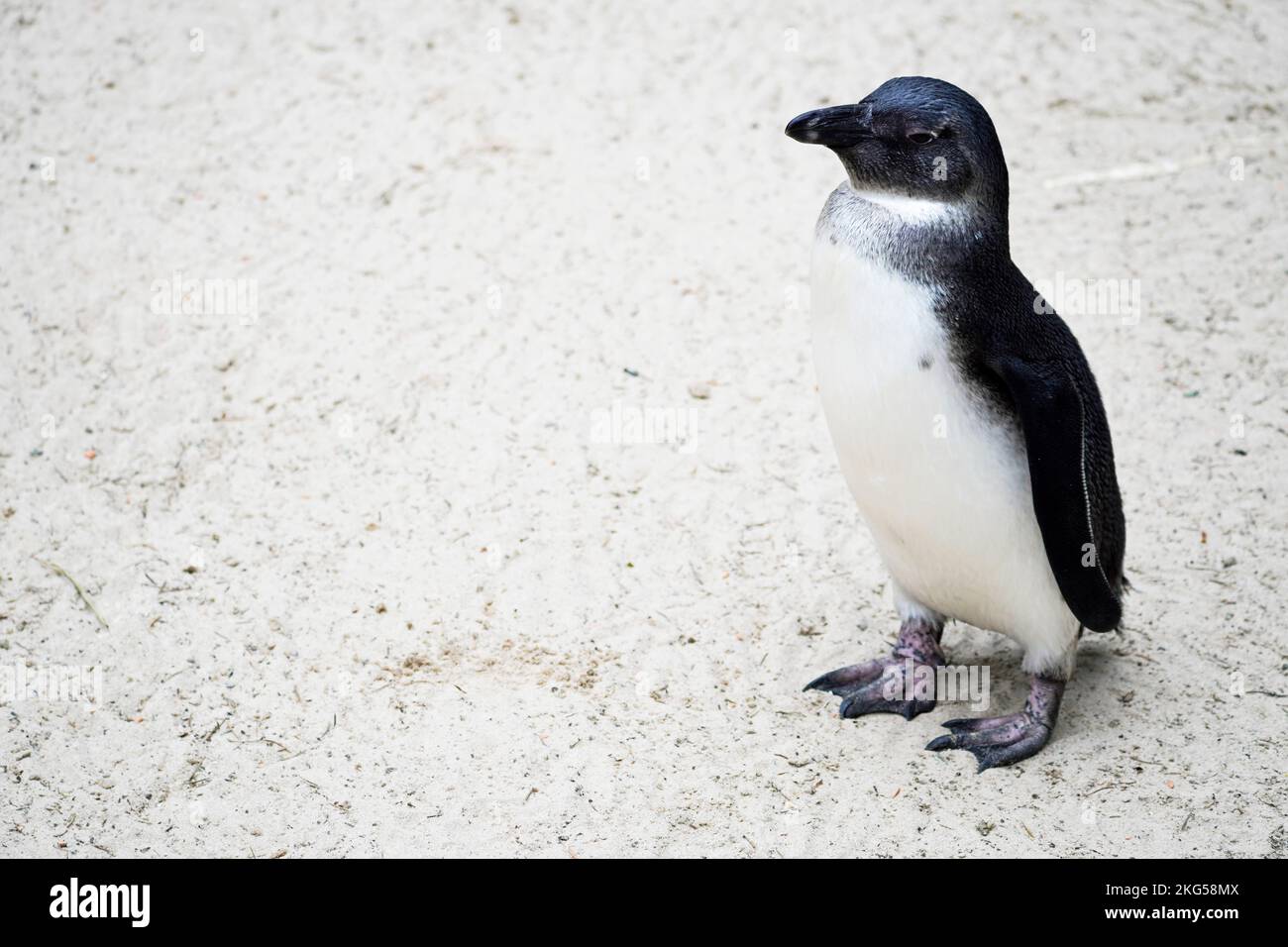 An African Penguin in a standing posture on the floor Stock Photo - Alamy