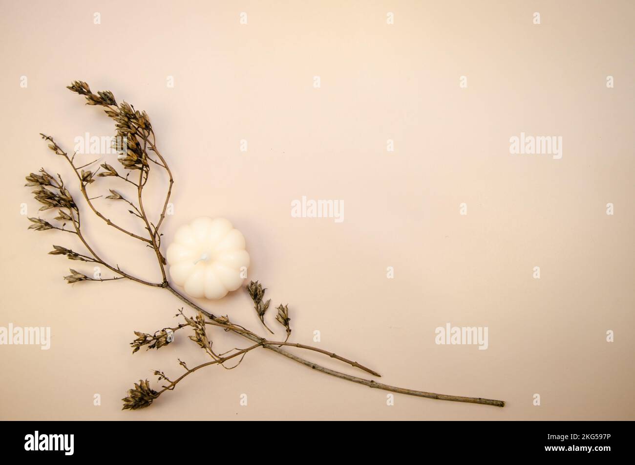 Tan beige horizontal background with dry brown branches, transparent ...