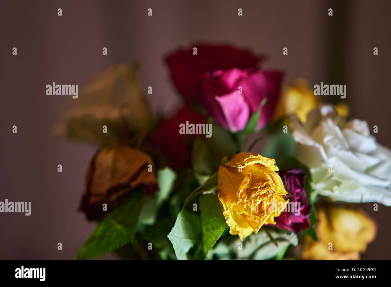 Old roses in different colours Stock Photo - Alamy
