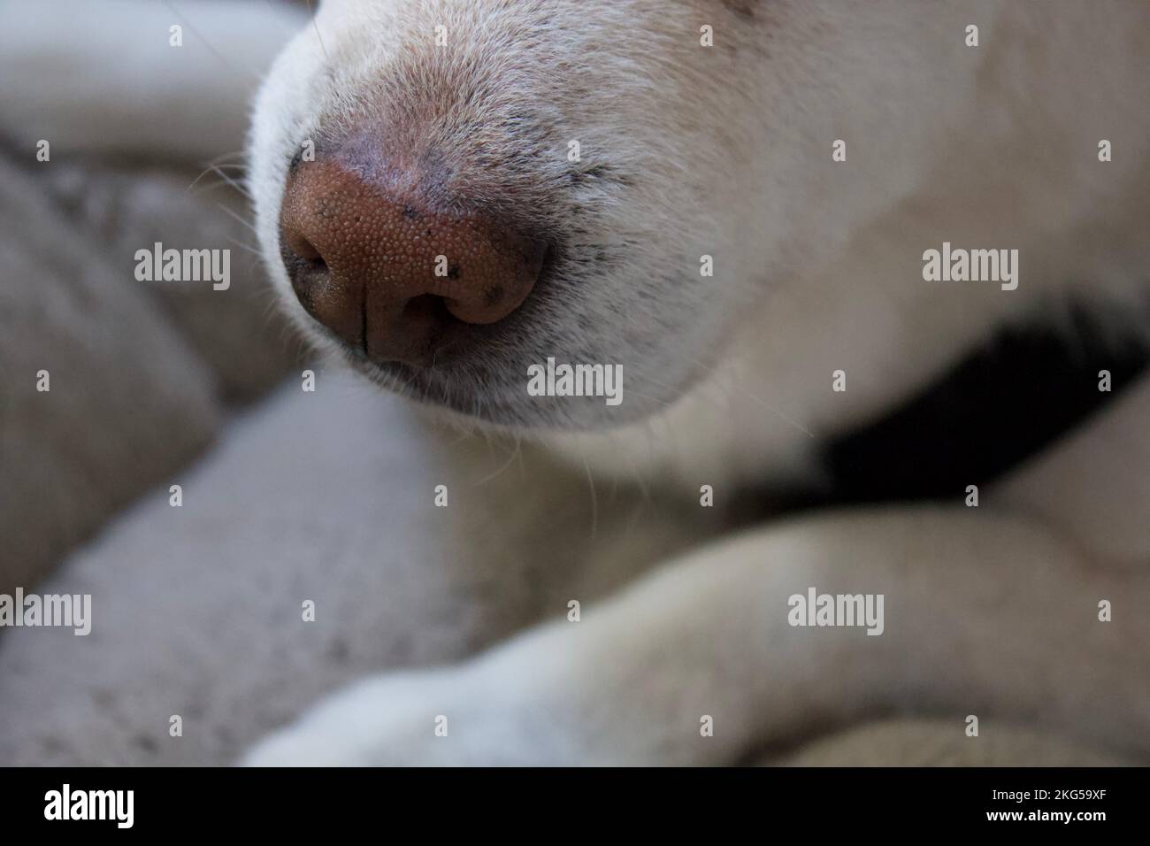 Cute dog nose closeup Stock Photo - Alamy