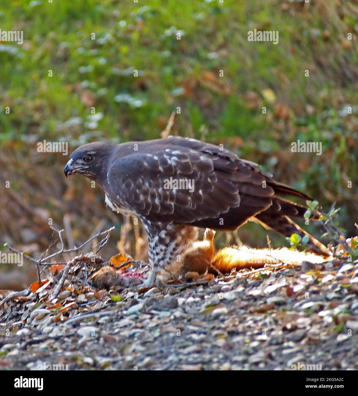 Raptor feeding hi-res stock photography and images - Alamy