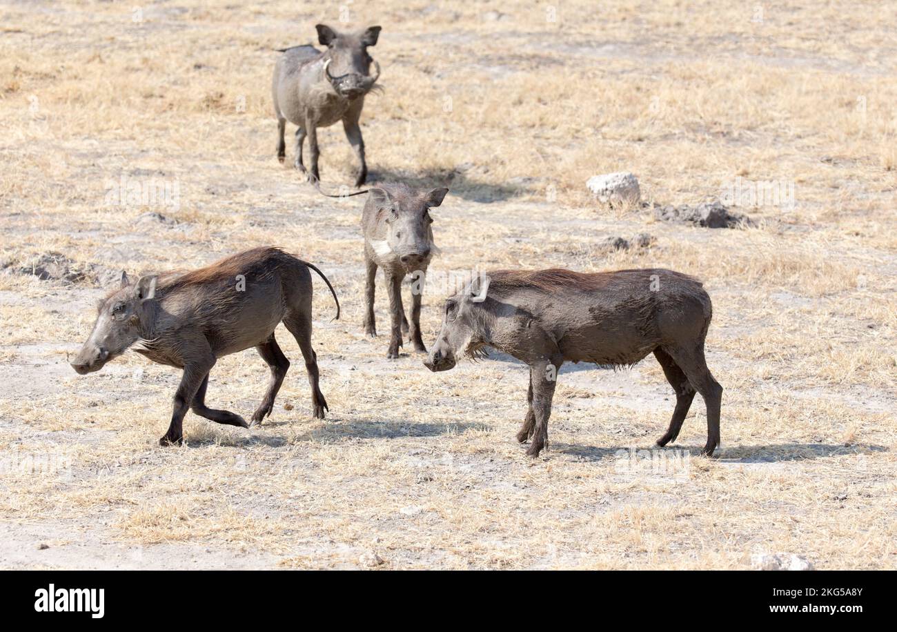 Photo of a common warthog in Namibia park Stock Photo - Alamy