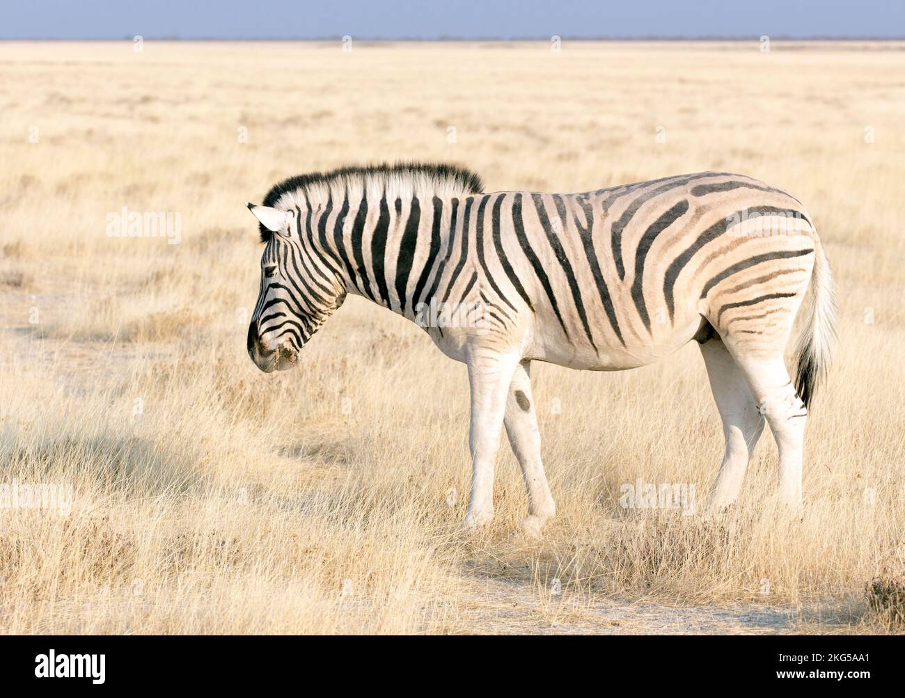 A picture of a zebra in Namibia park Stock Photo - Alamy