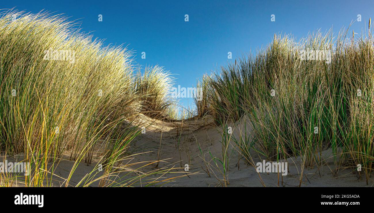 This image shows beach grass that protects the Dutch dunes from wind ...