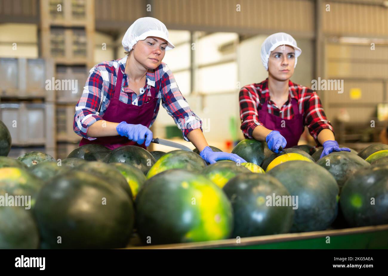 Female workers of vegetable sorting factory checking and peeling ...