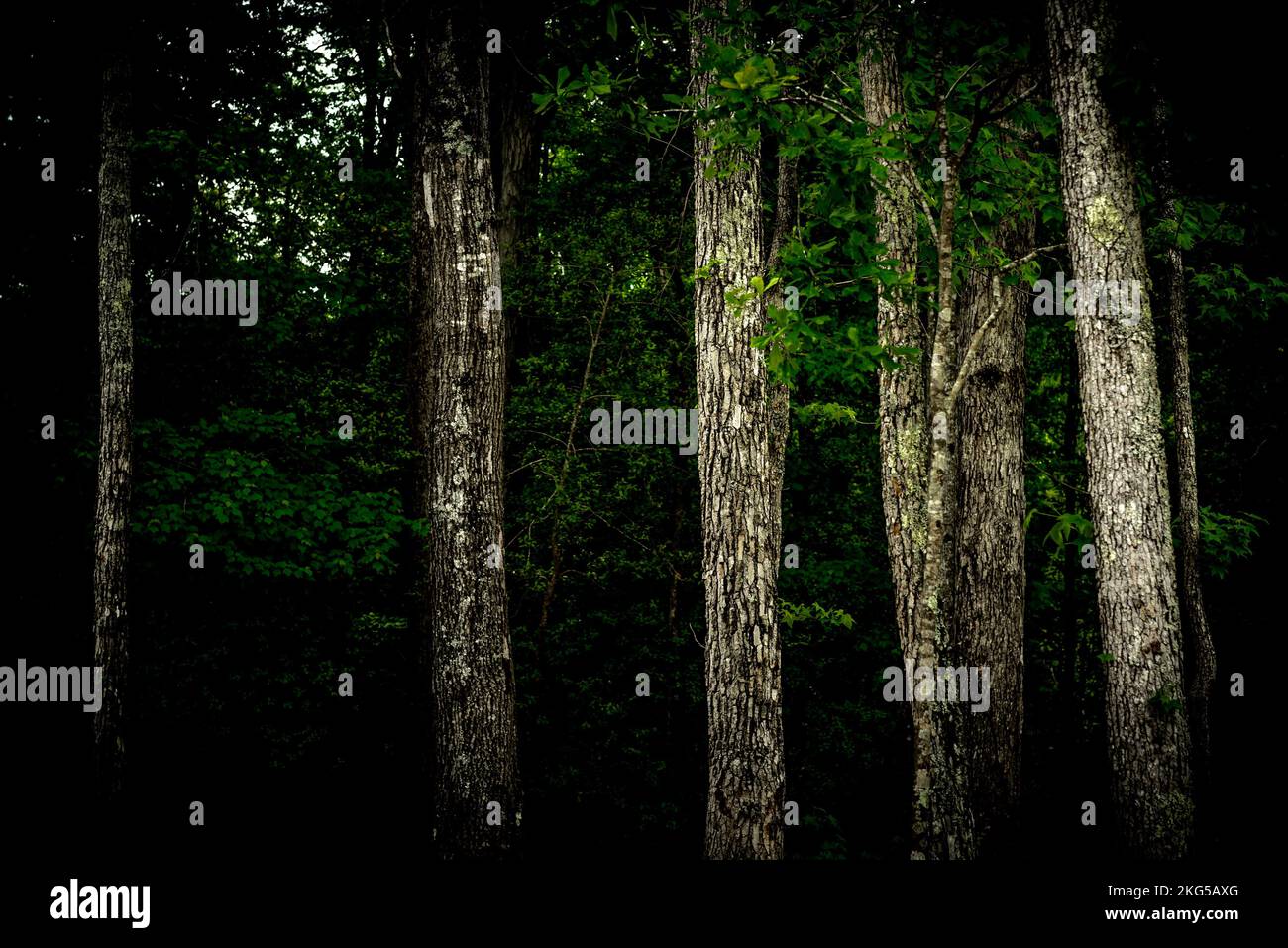 A view of tall trees in a forest, creating a nature background Stock ...