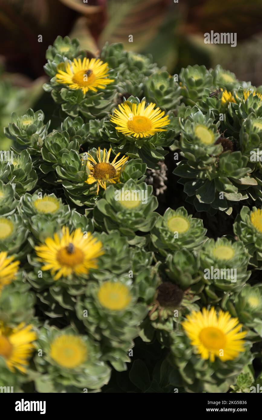 A high-angle vertical view of Asteriscus flowers in a garden Stock ...