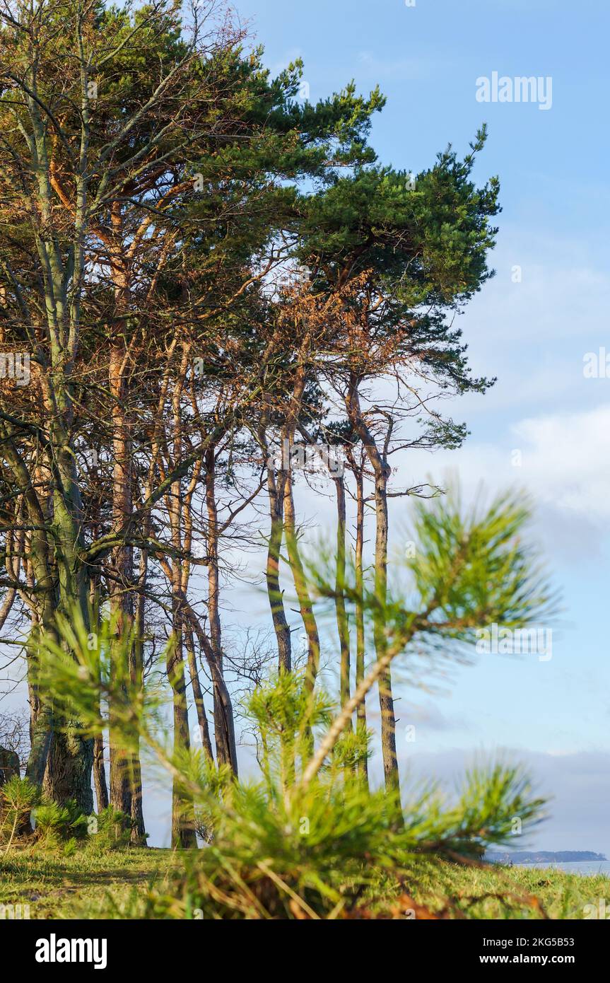 A sprout of a young pine tree. A new pine forest. Landscaping planting ...