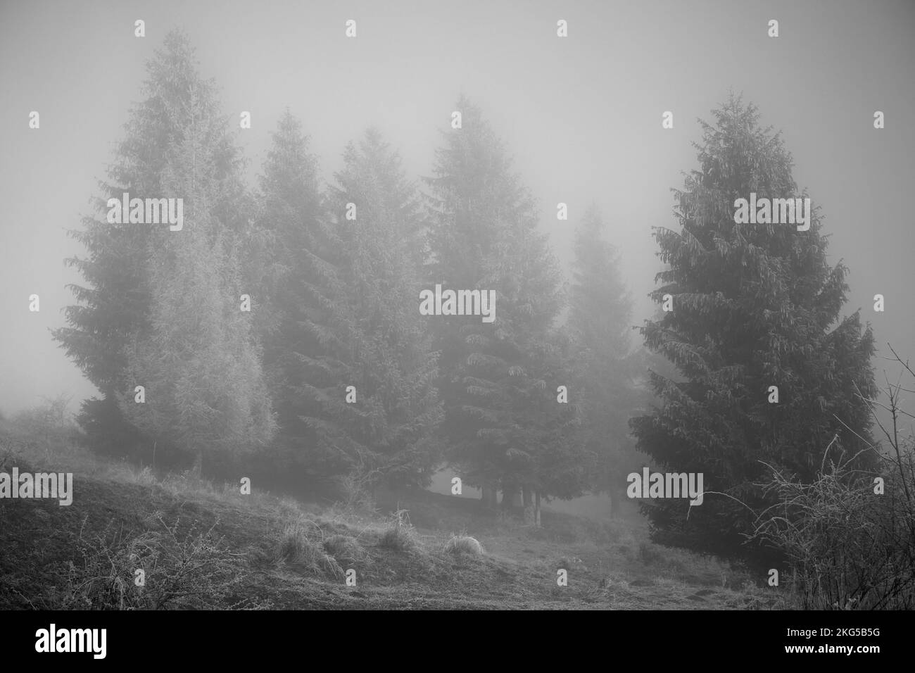 Tree hill pine outdoor Black and White Stock Photos & Images - Alamy