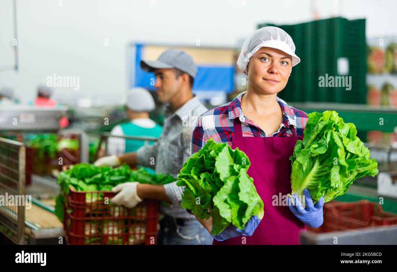 Positive female vegetable factory worker demonstrating lettuce while ...