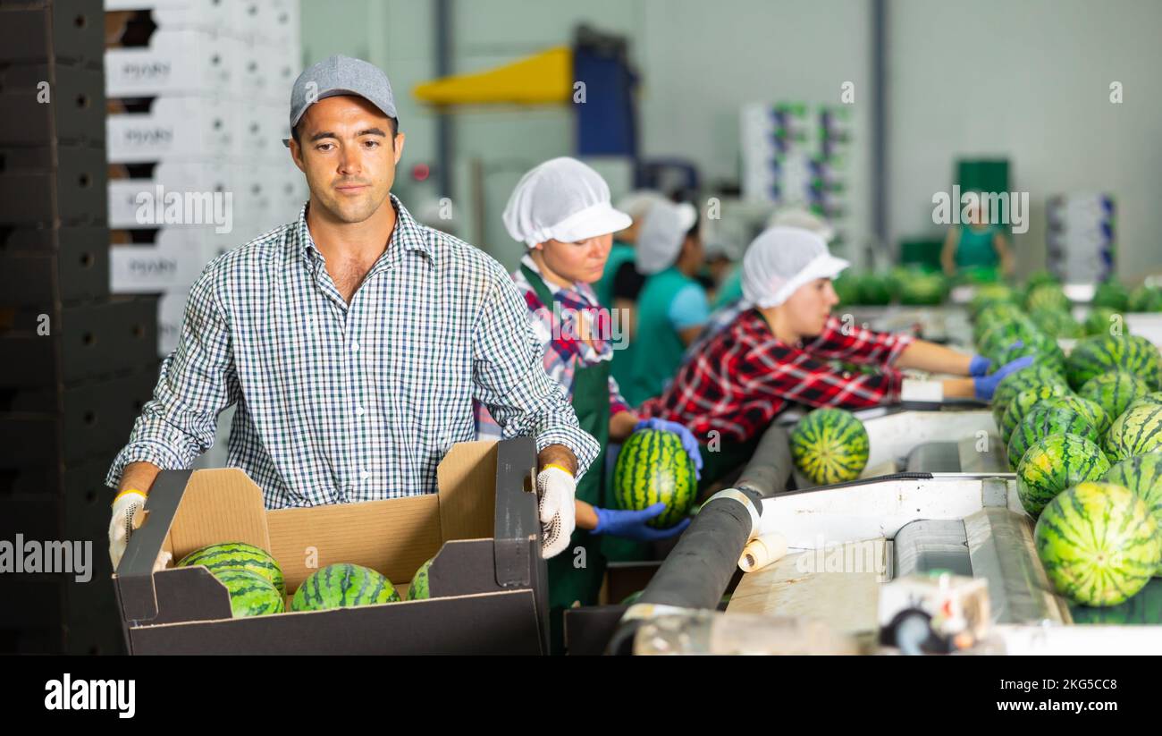Worker stacking boxes with watermelons on sorting line at fruit factory ...