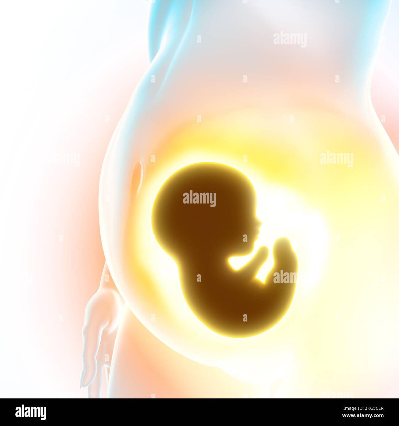 Growth of the fetus, umbilical cord, nourishment and energy for the ...