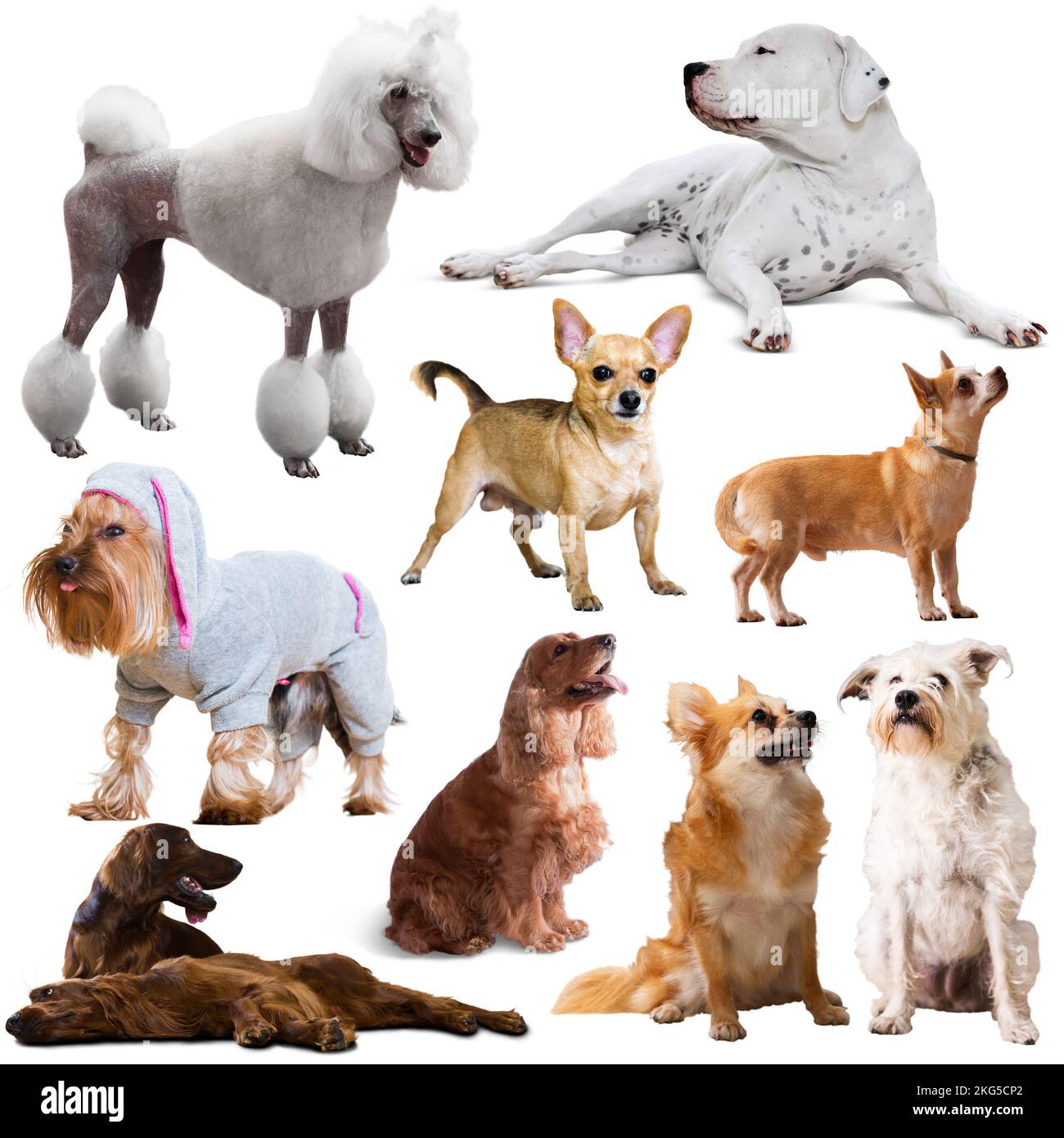 Collage of domestic dogs isolated on white Stock Photo - Alamy