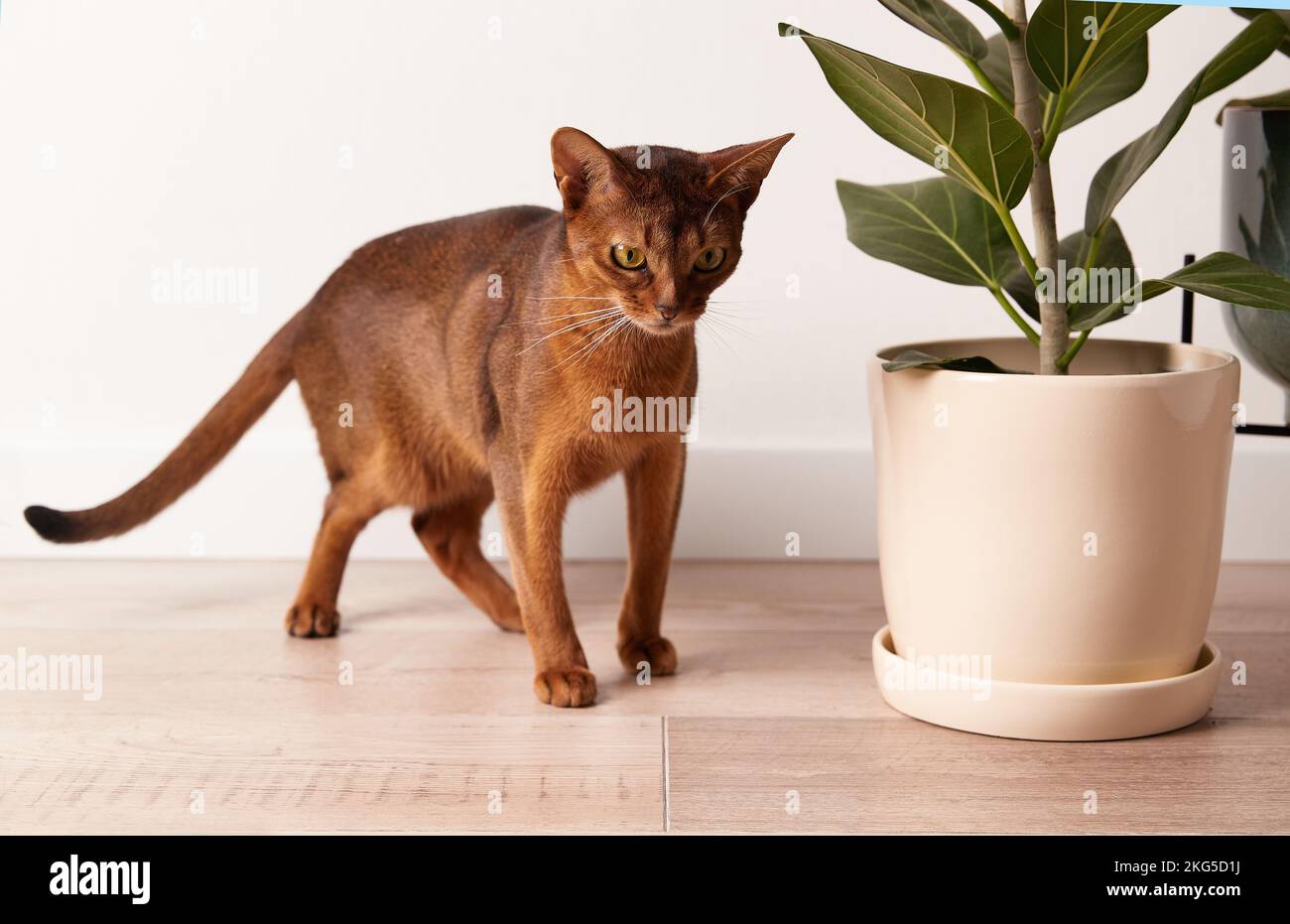 Abyssinian young cat play near a house plant. Beautiful purebred short ...