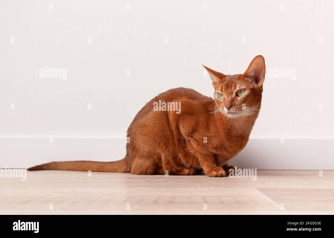 Abyssinian young cat sitting near white wall. Beautiful purebred short ...