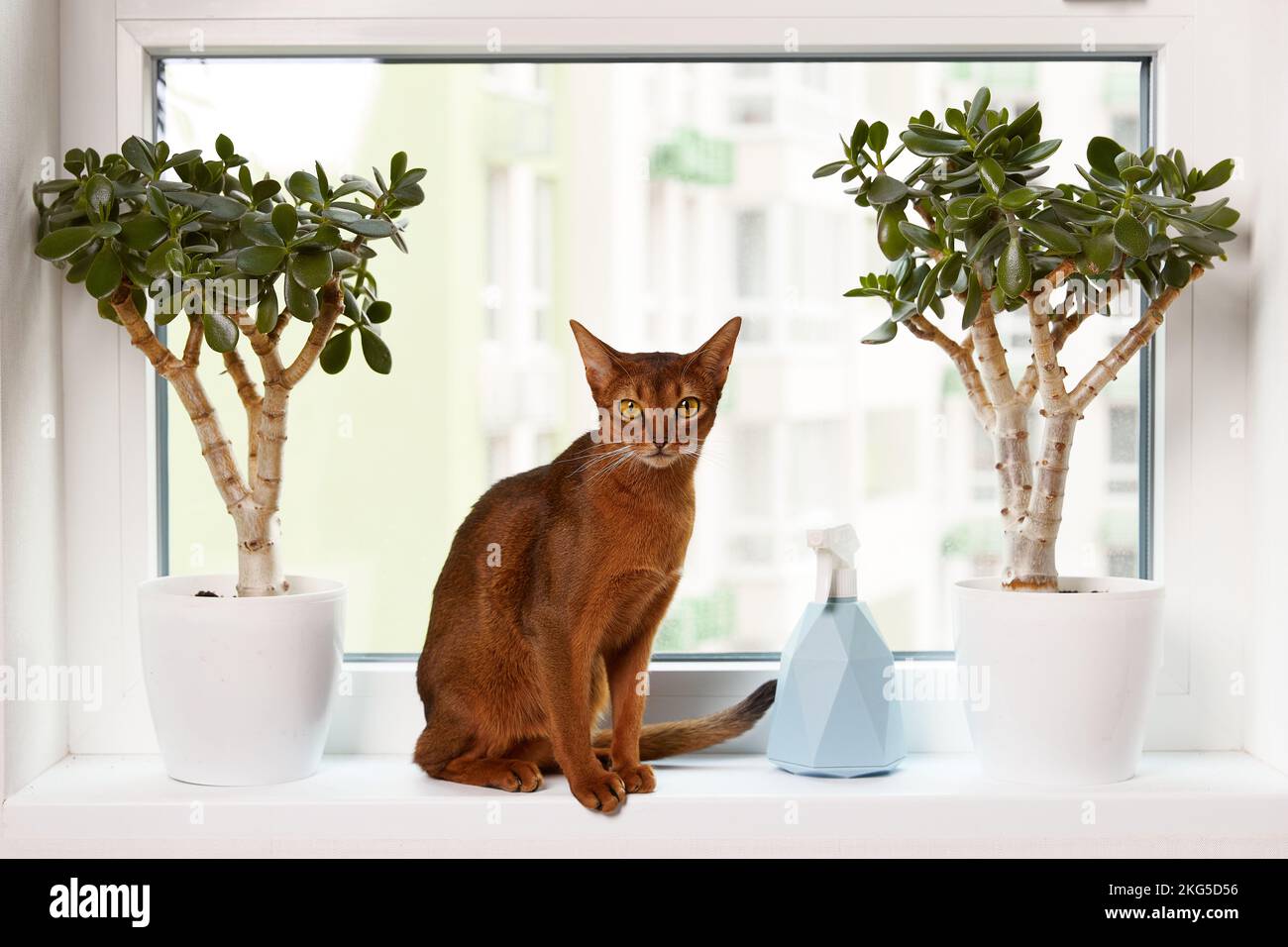 Abyssinian young cat sitting on the windowsill. Beautiful purebred ...