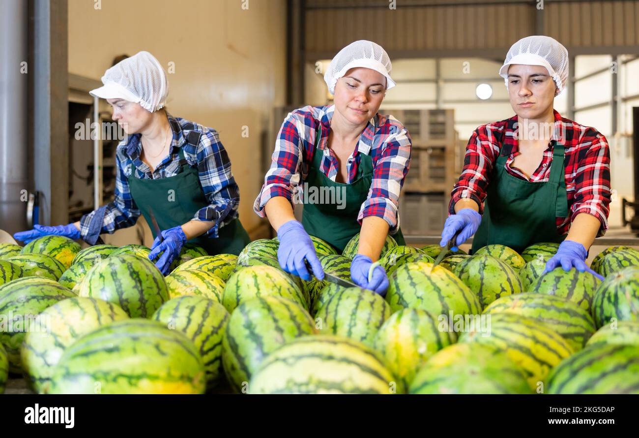 Female sorters working on watermelons sorting line in fruit processing ...