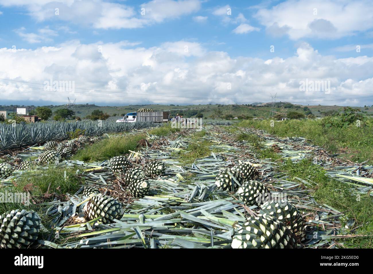 Agave tequilana plants hi-res stock photography and images - Alamy