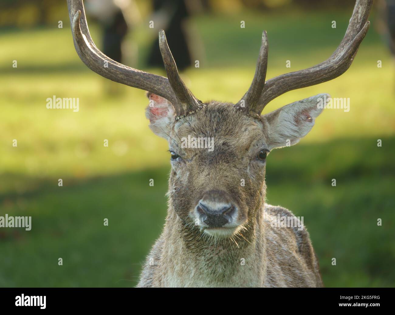 Wild Fallow Deer, dama dama, in Phoenix Park, Dublin Stock Photo - Alamy