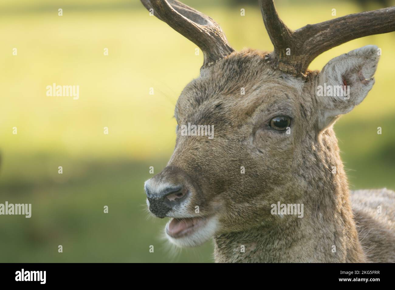 Wild Fallow Deer, dama dama, in Phoenix Park, Dublin Stock Photo - Alamy